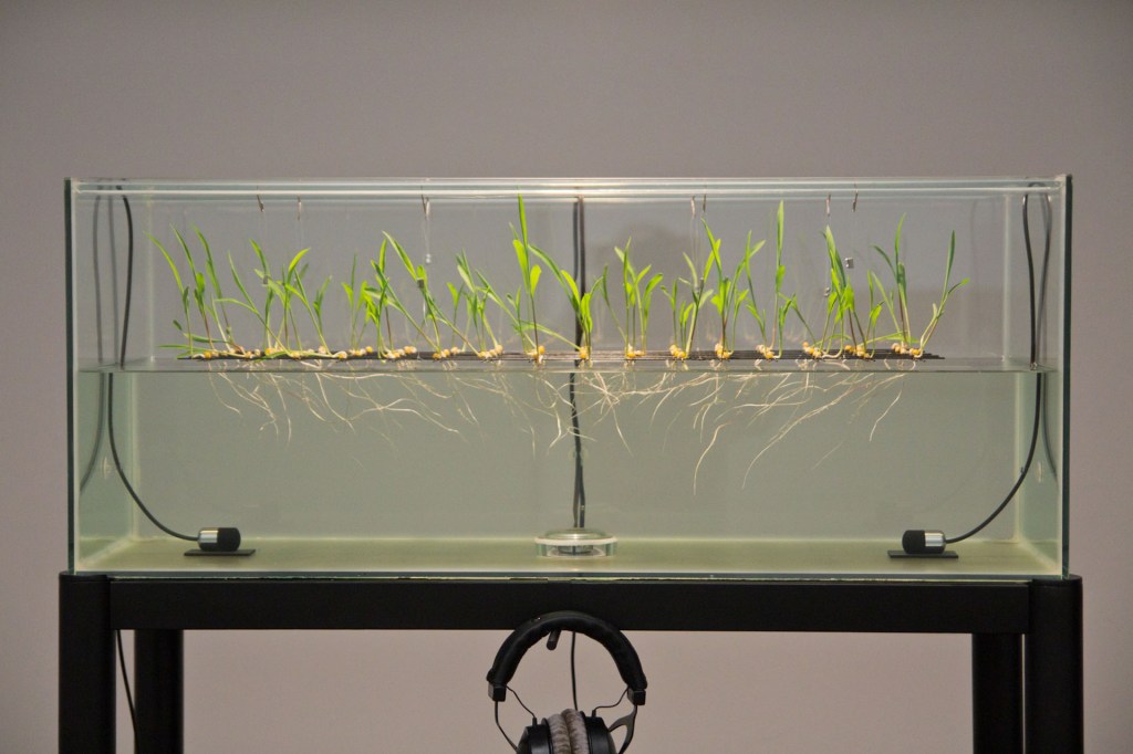 Botanical Rhythms: A Field Guide to Plant Music | Sounding Out!