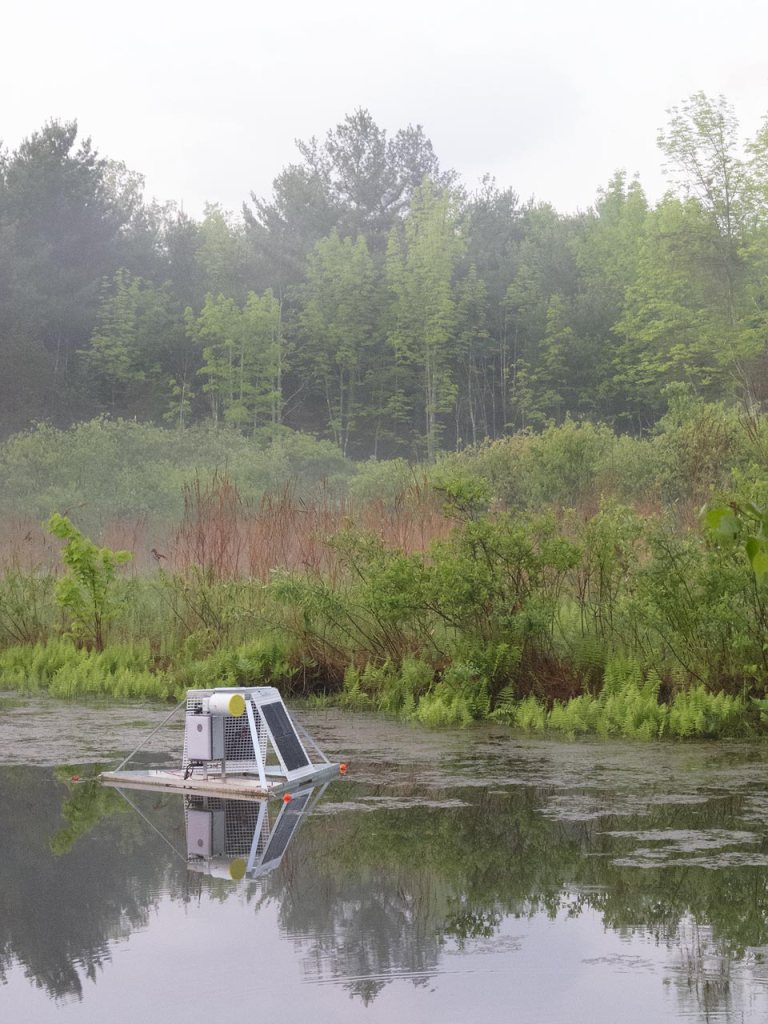 Botanical Rhythms: A Field Guide to Plant Music | Sounding Out!